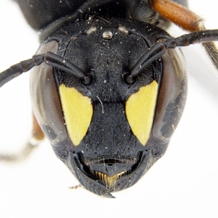 Sydney hylaeine bees